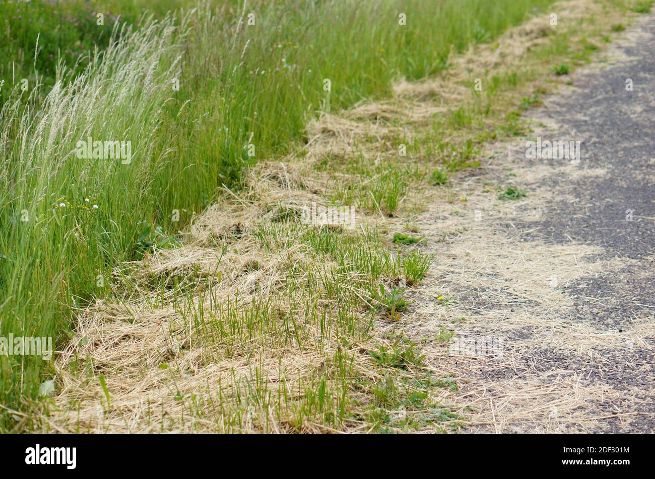 The field full of grasses on the edge of the road with some dried ...