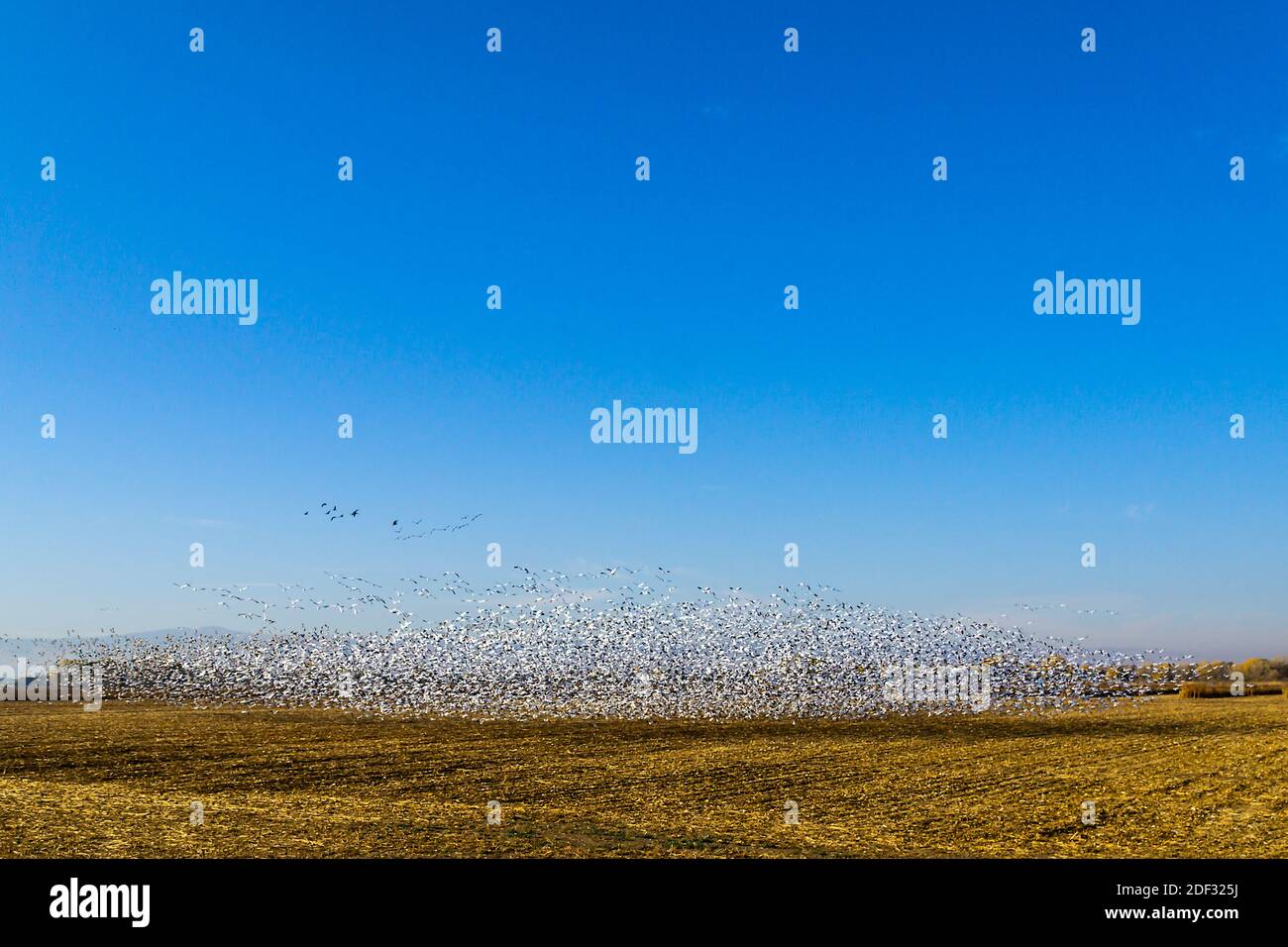 Aleutian cackling geese hi-res stock photography and images - Alamy