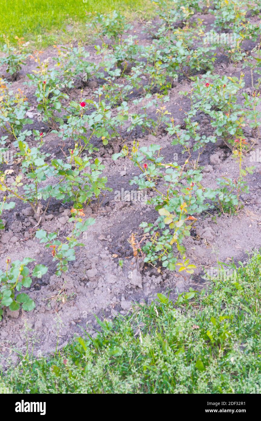 The ground of the garden with the sprouts of the flowers Stock Photo ...