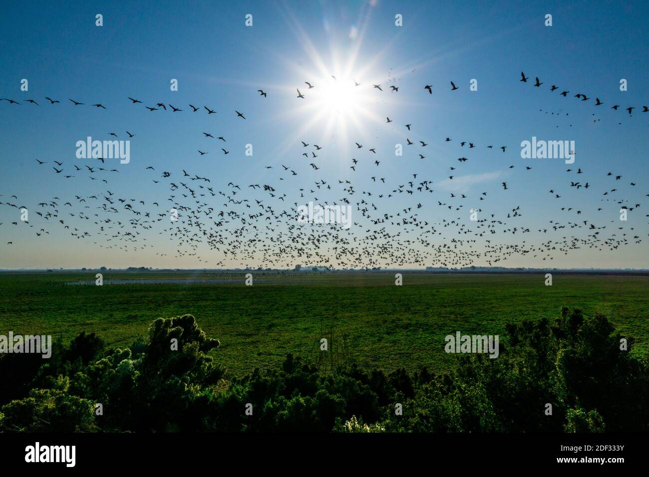 Snow and a few Aleutian cackling geese take flight at the San Joaquin ...