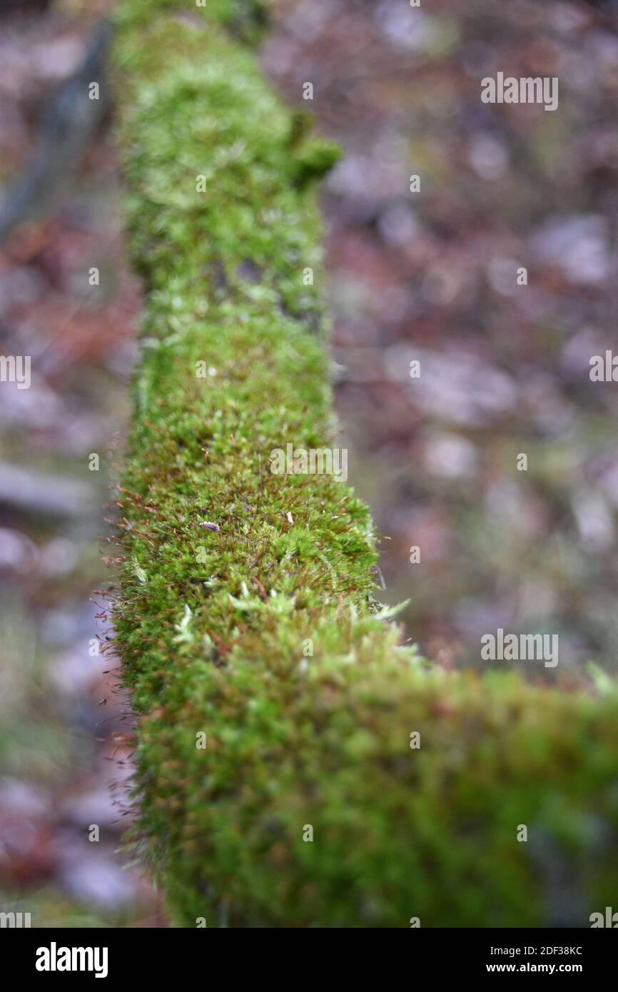 Mossy tree branch Stock Photo - Alamy