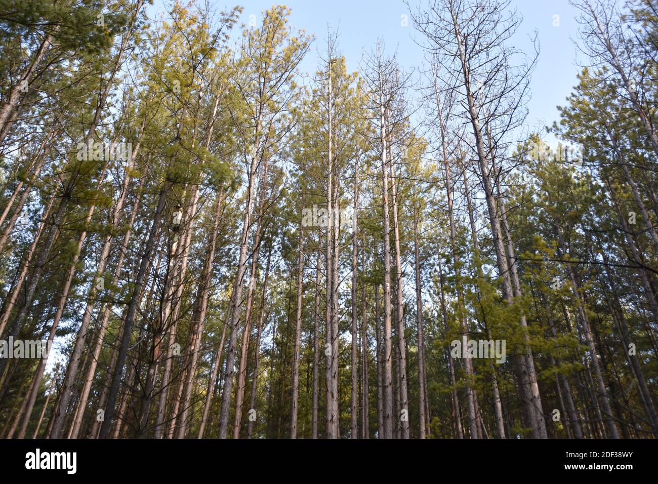Wooded forests captured in nature Stock Photo - Alamy