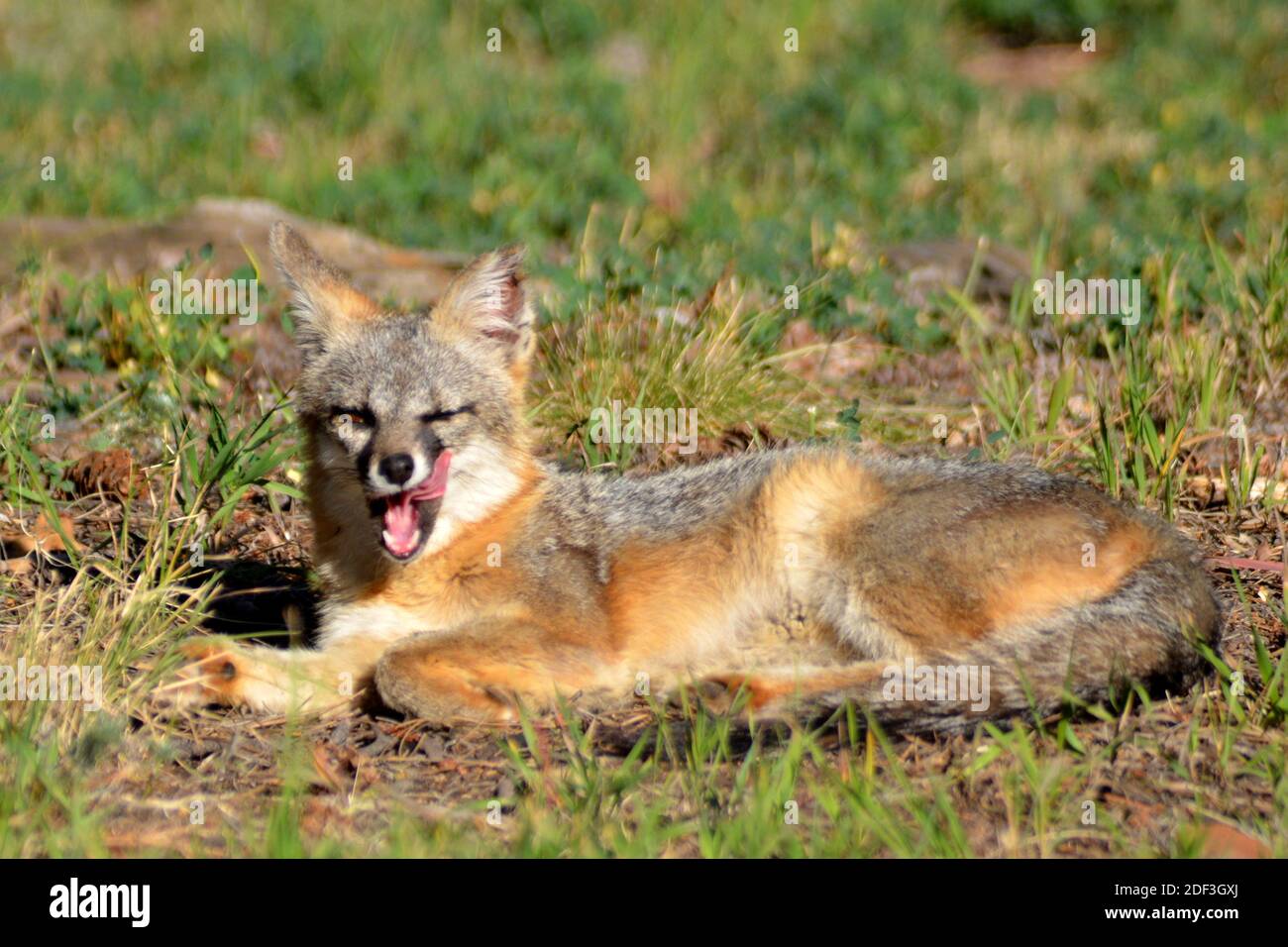 Gray fox predator urocyon hi-res stock photography and images - Alamy