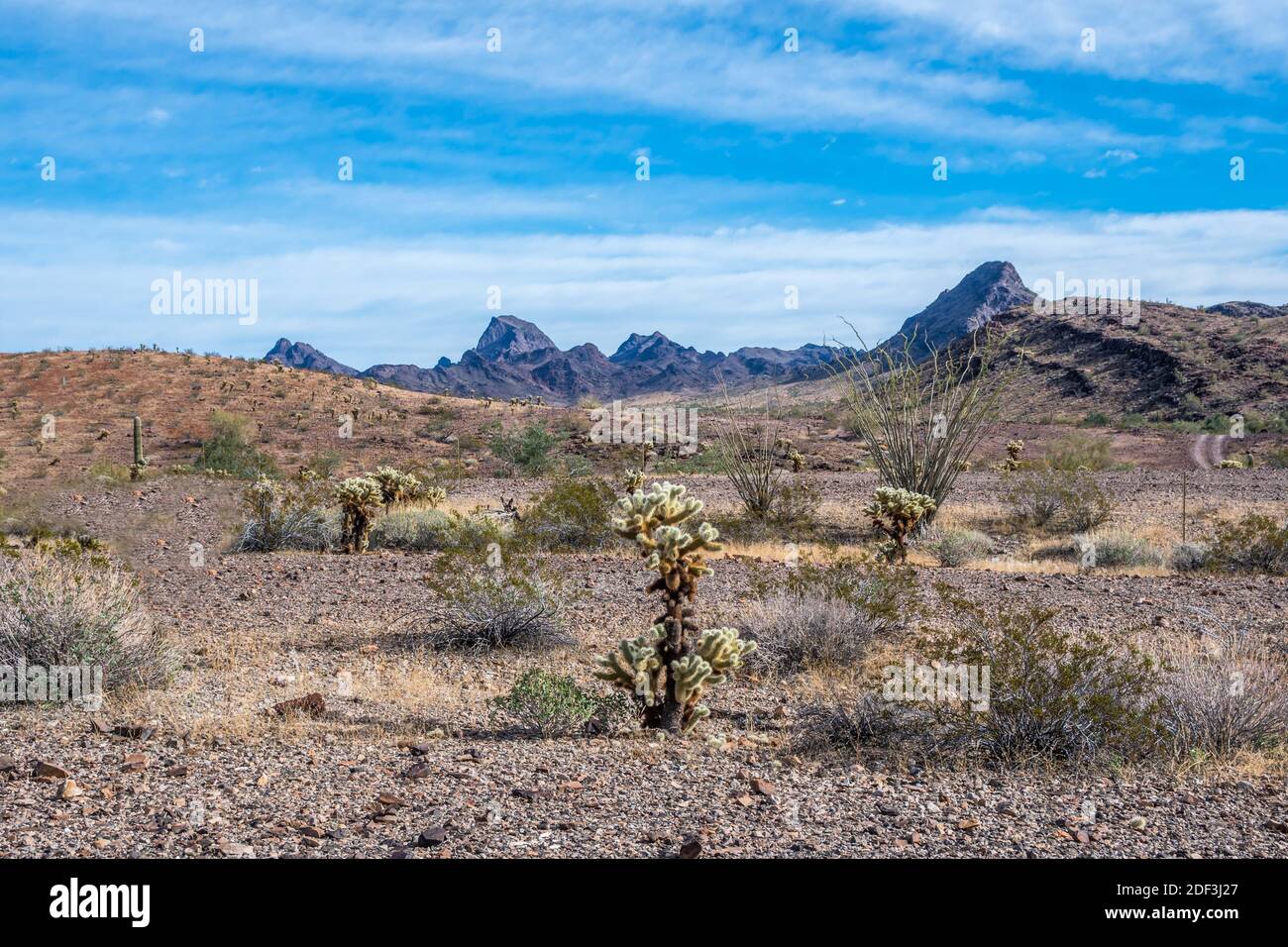 A Teddy Bear Cholla along Quartzsite, Arizona Stock Photo - Alamy