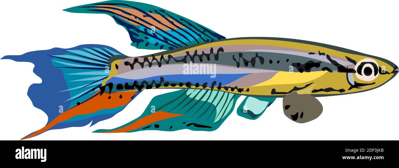 Killi killi Stock Vector Images - Alamy