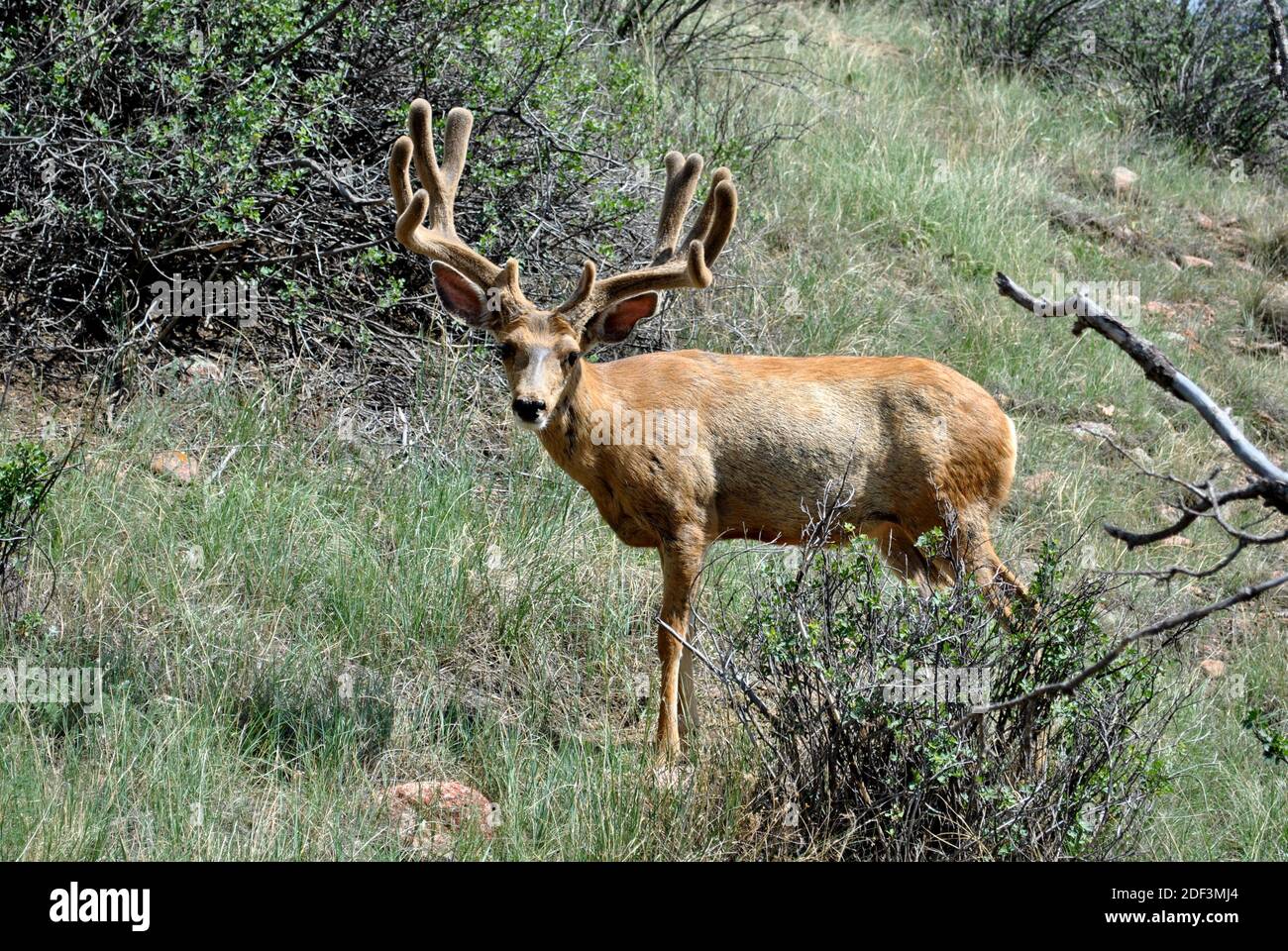 Mule deer buck in velvet at Garden of the Gods park Stock Photo - Alamy
