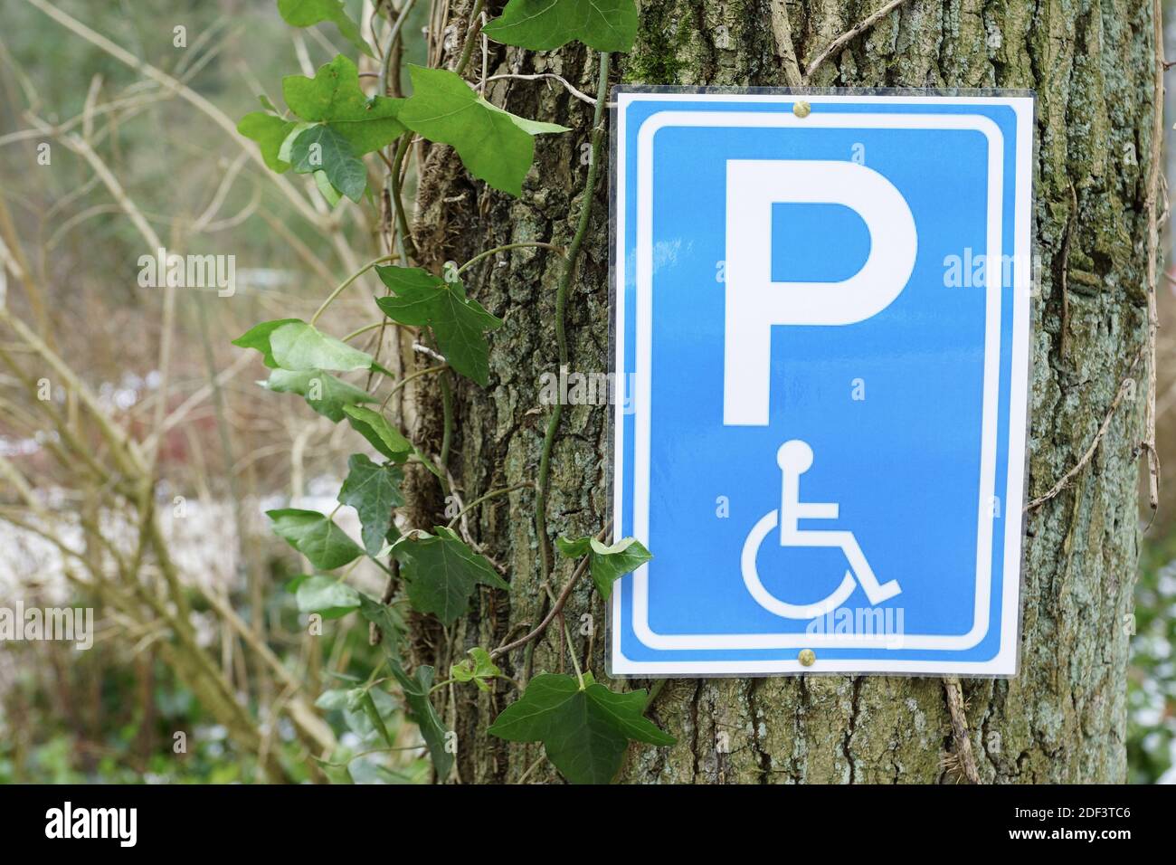 A blue sign of a Disabled parking permit on the tree in the park Stock ...