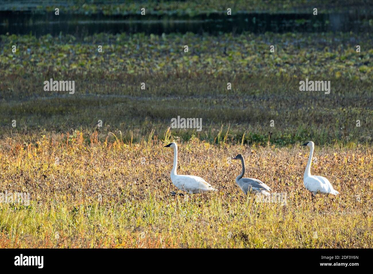 A family of trumpeter swans walk through Potter Creek at Turnagain Arm ...