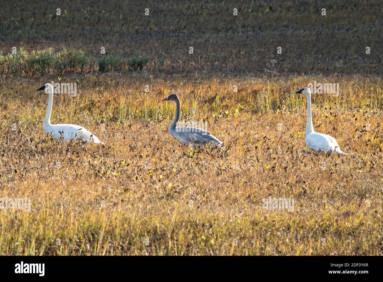 A family of trumpeter swans walk through Potter Creek at Turnagain Arm ...