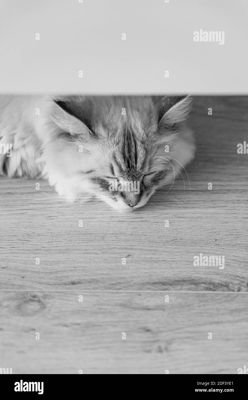 A vertical high angle closeup shot of the head of a cute cat lying on a ...