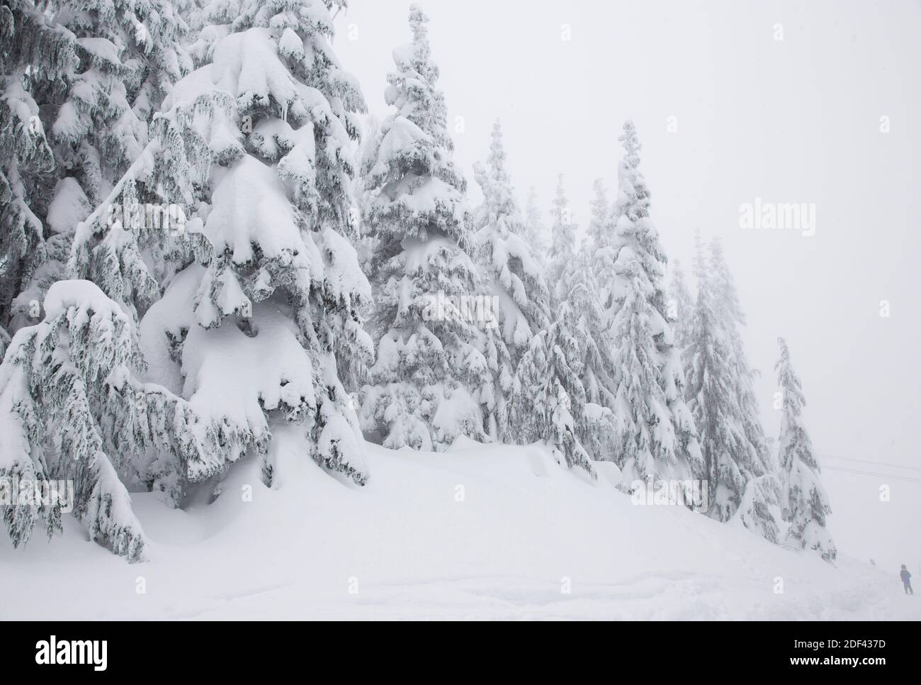 Snow-capped fir trees during the snowfall on the top of Grouse Mountain ...