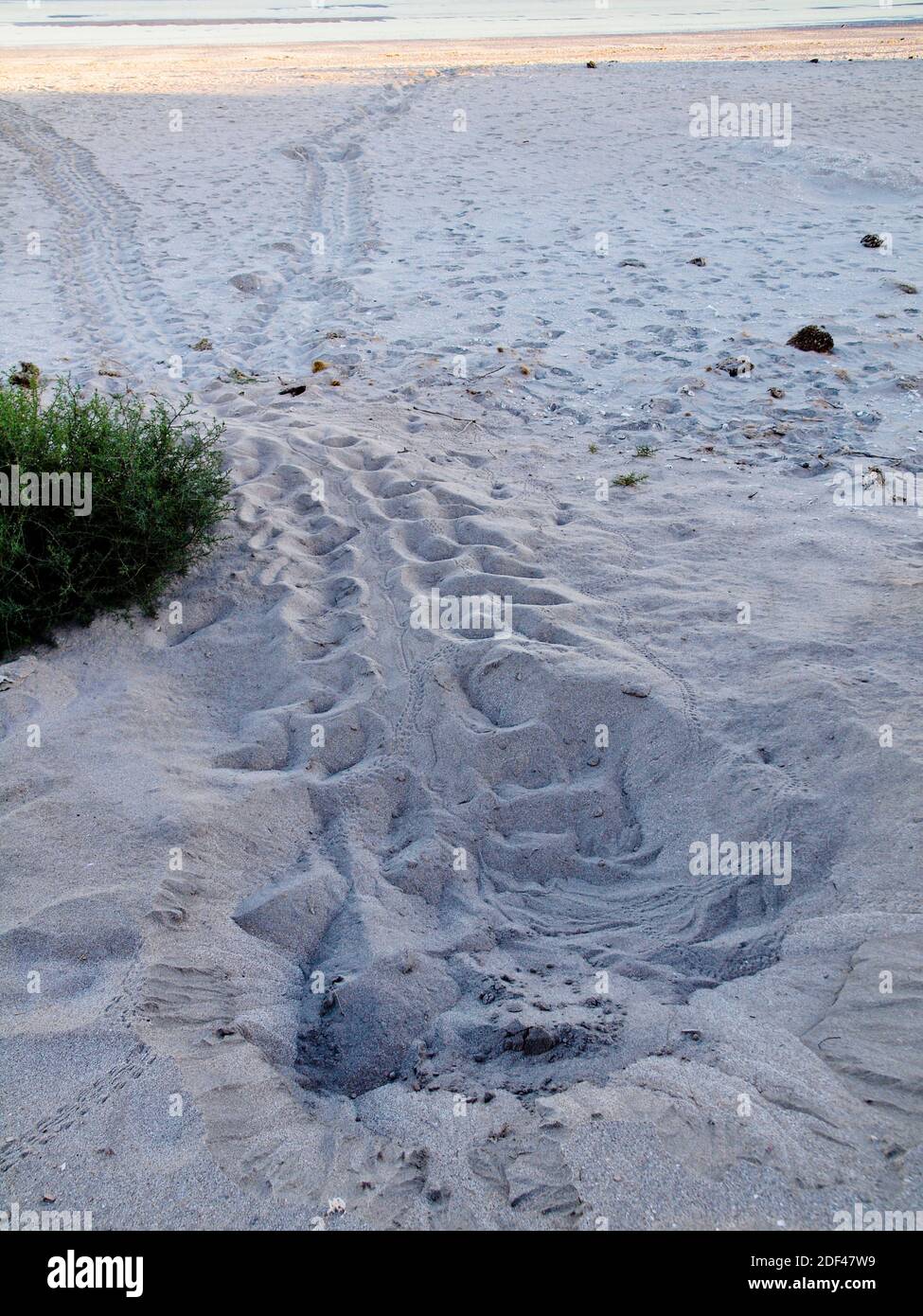 Flatback turtle (Natator depressus) nest and tracks in the sand of 80 ...