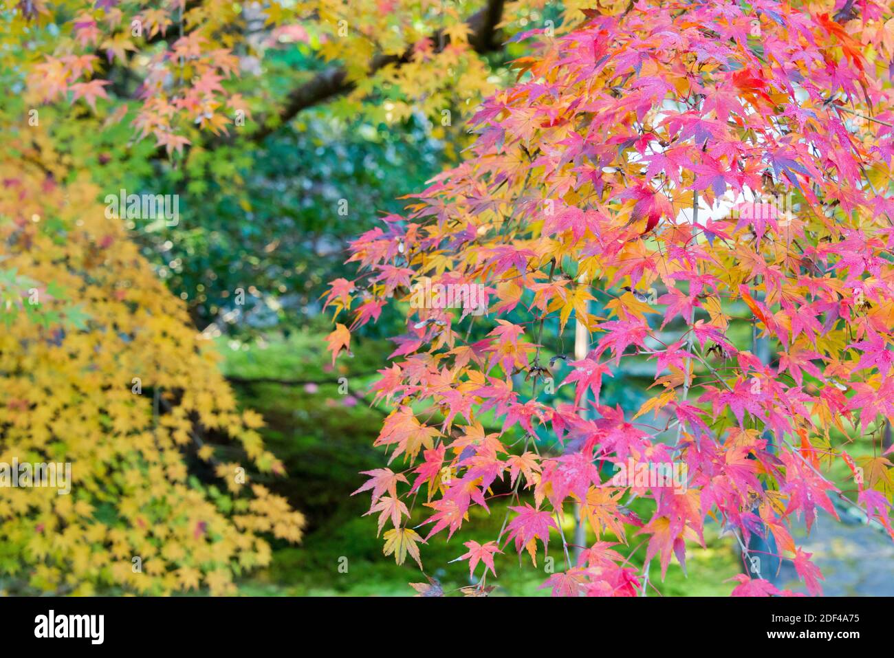 Kyoto, Japan - Autumn leaf color at Ikkyuji Temple (Shuon-an) in ...