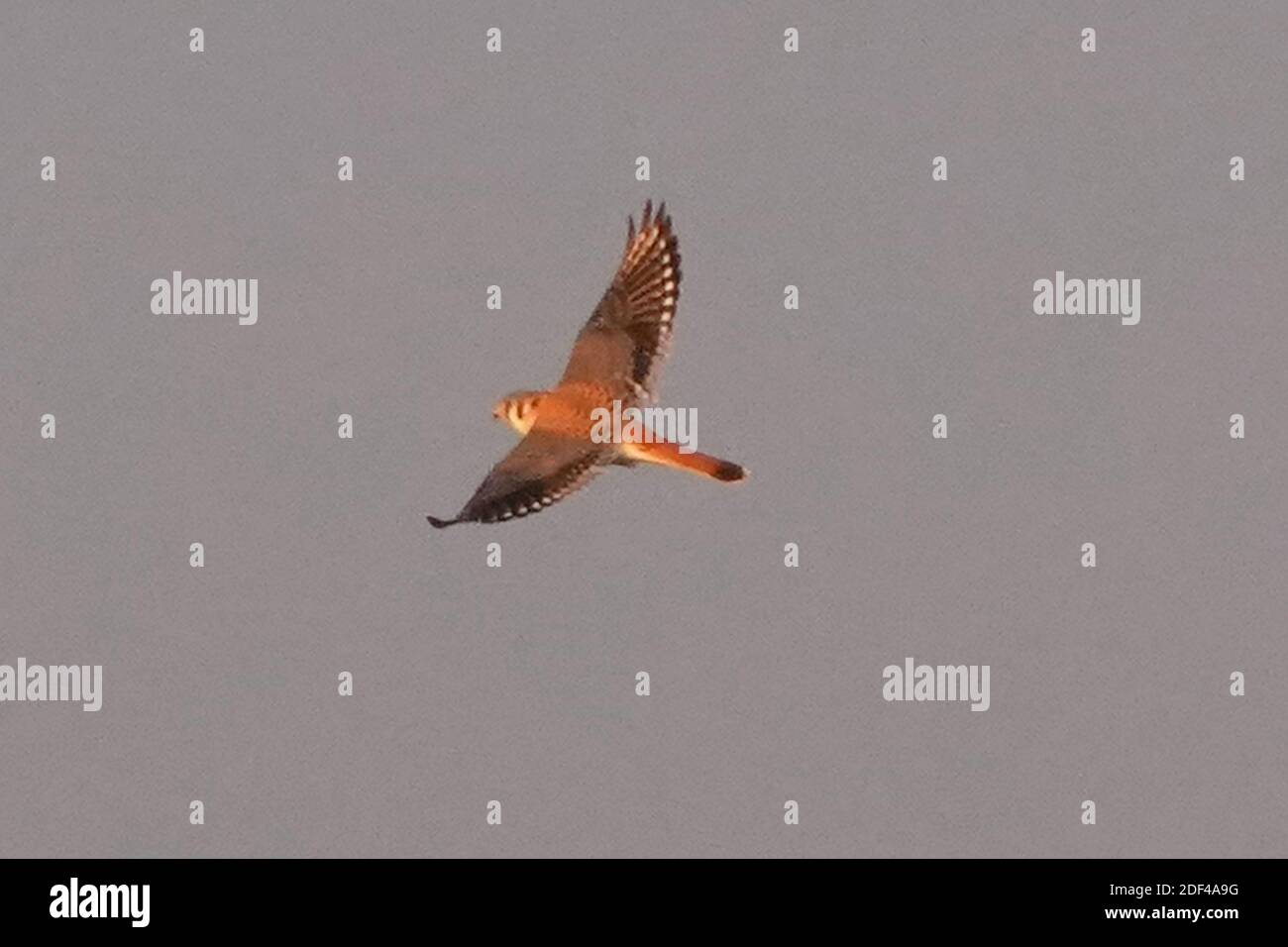 Female Kestrel in flight in evening light Stock Photo - Alamy