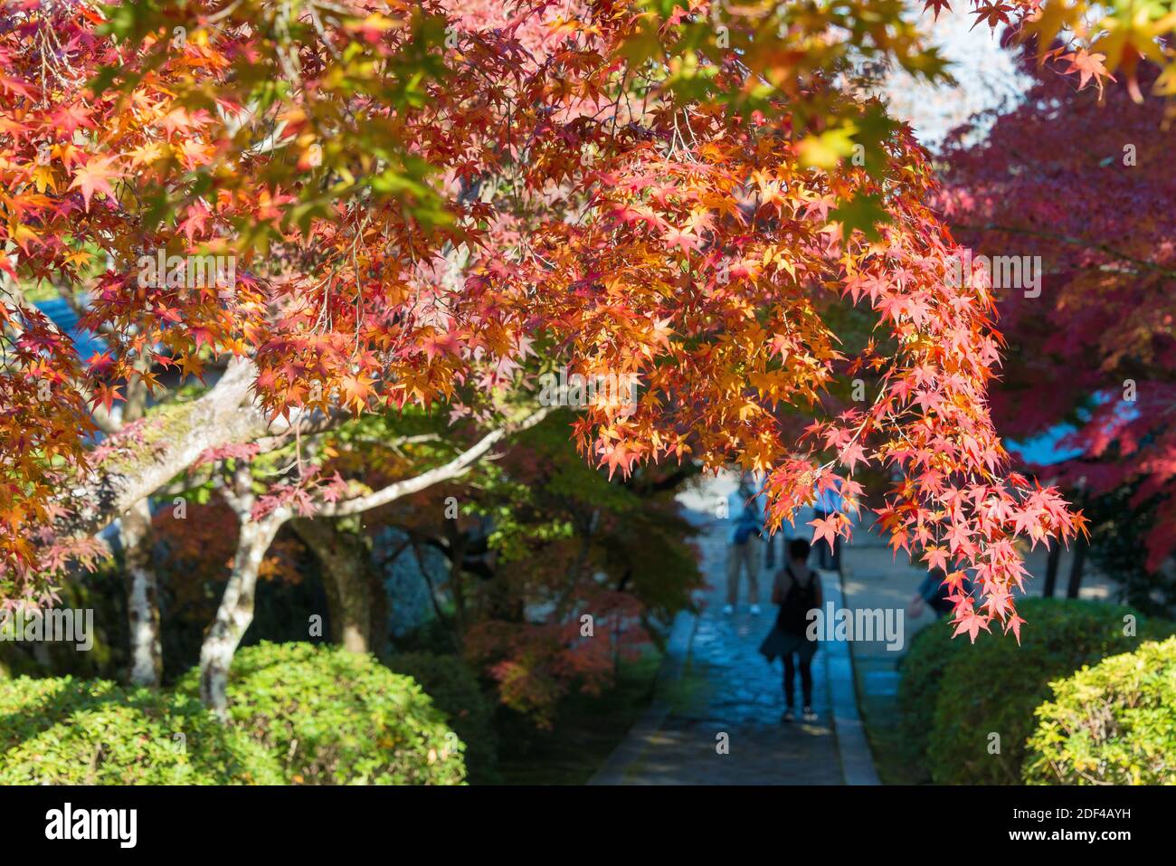 Kyoto, Japan - Autumn leaf color at Ikkyuji Temple (Shuon-an) in ...
