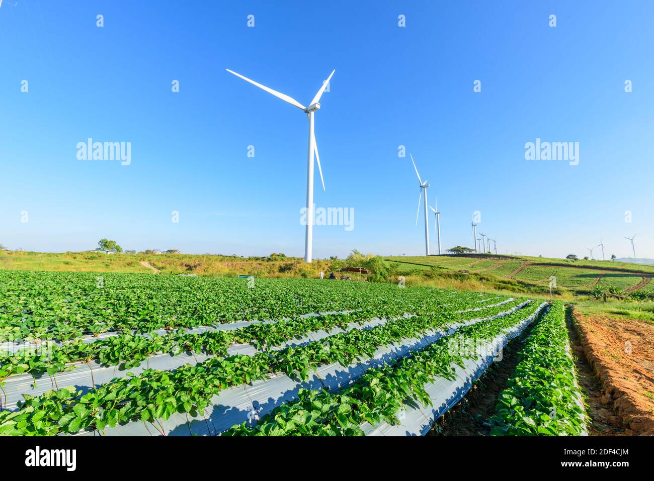 wind turbines park for make the electric power from wind in sunset time ...