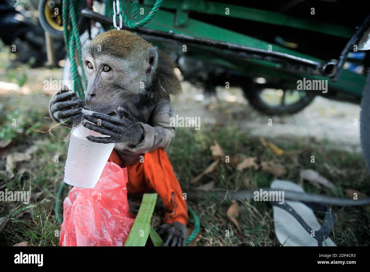A chained macaque seen on freeing time to drinking water. Photo taken ...