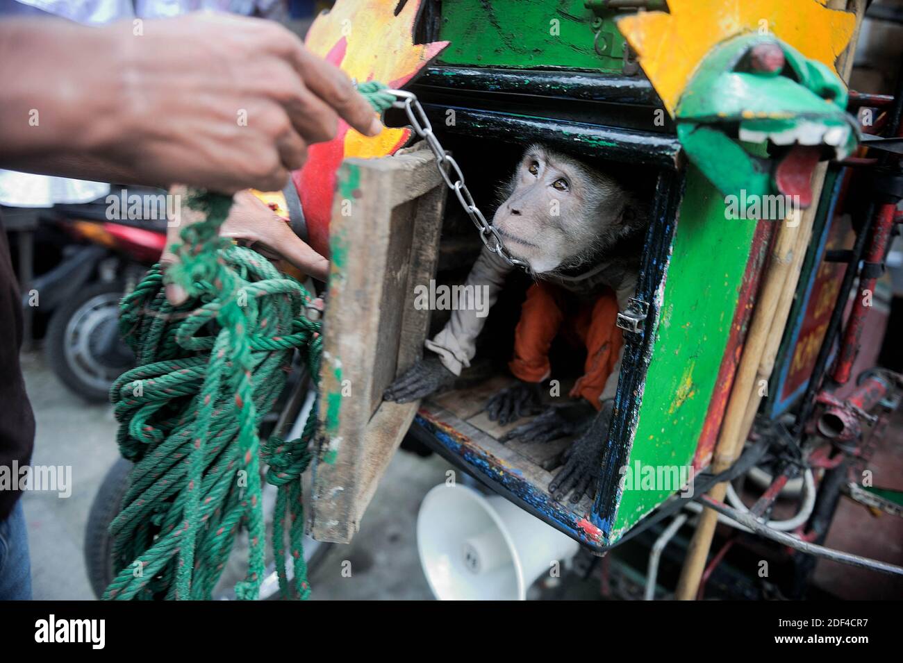 A chained macaque seen while on the box of circus exhibition in Medan ...
