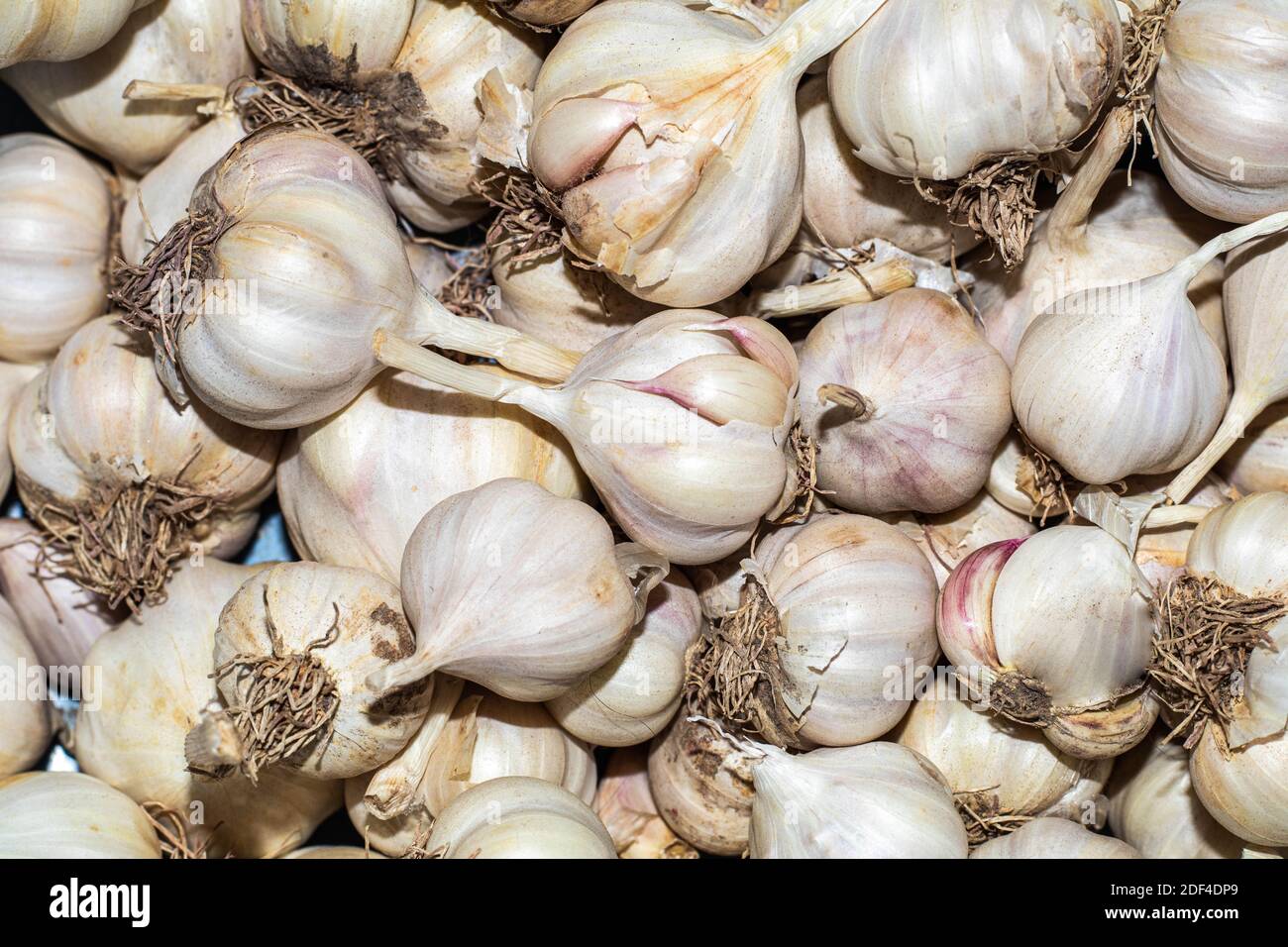 Garlic pattern lots of white and pink garlic Stock Photo - Alamy
