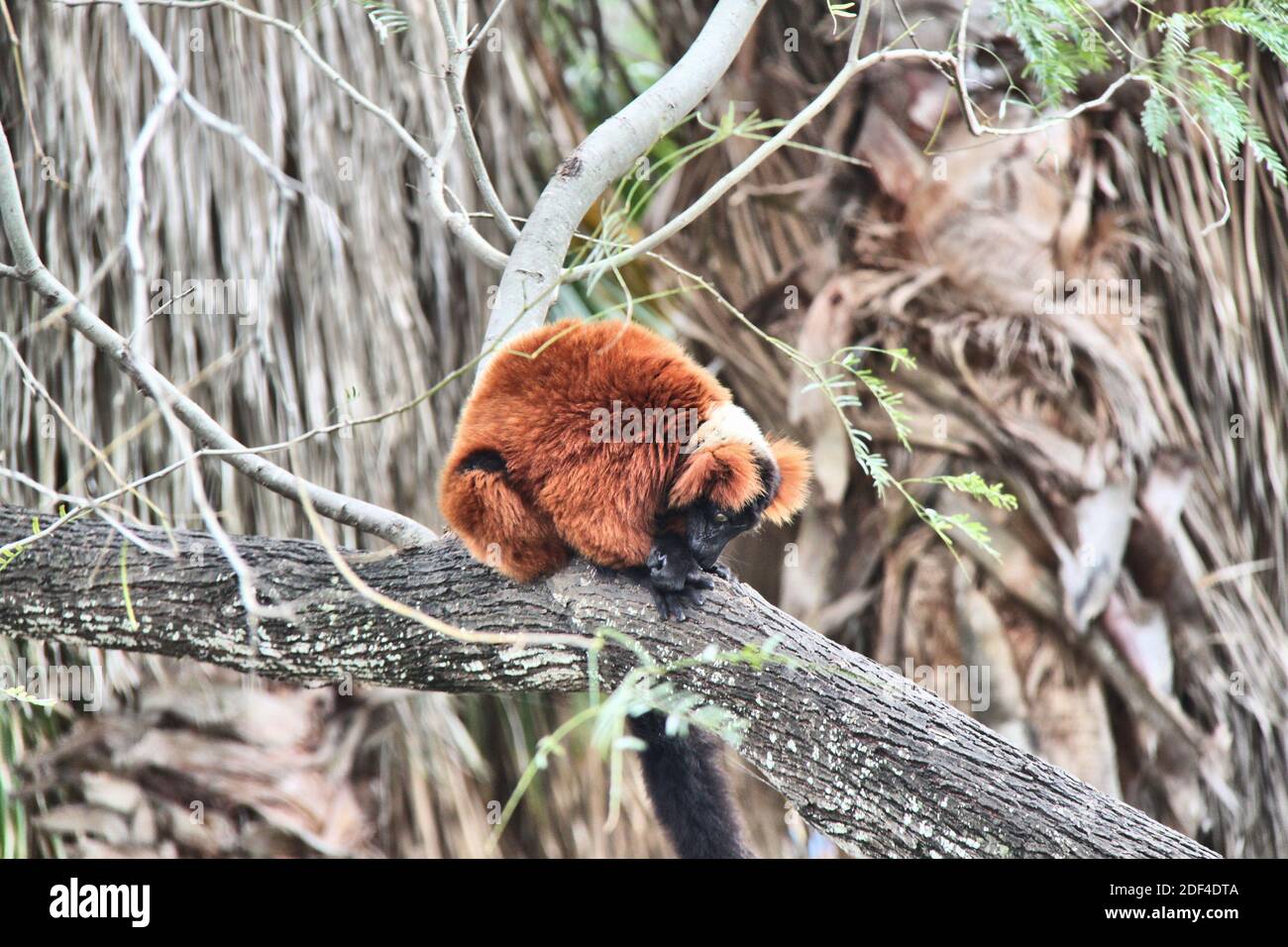 Brownsville hi-res stock photography and images - Alamy