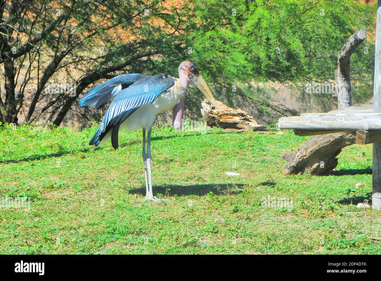 A Greater Marabou Stork in the sun at Glady's Porter Zoo in Brownsville ...
