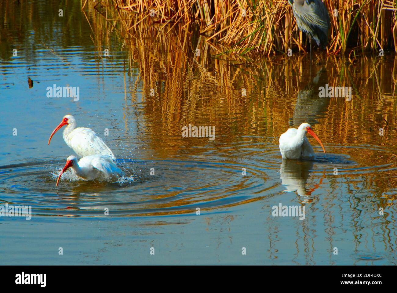 Three white Ibis birds bathing at the South Padre Island Birding and ...