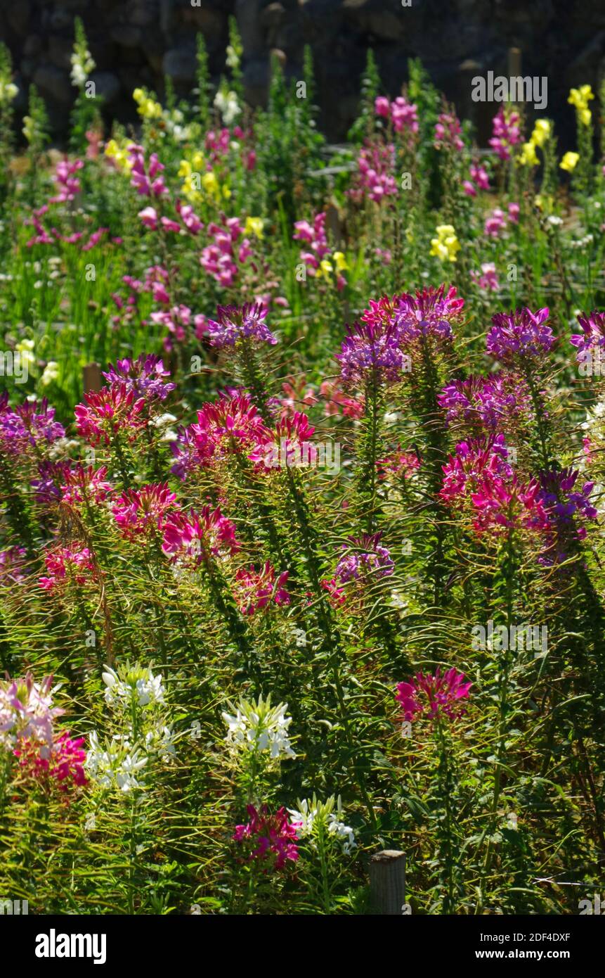 Local color hi-res stock photography and images - Alamy