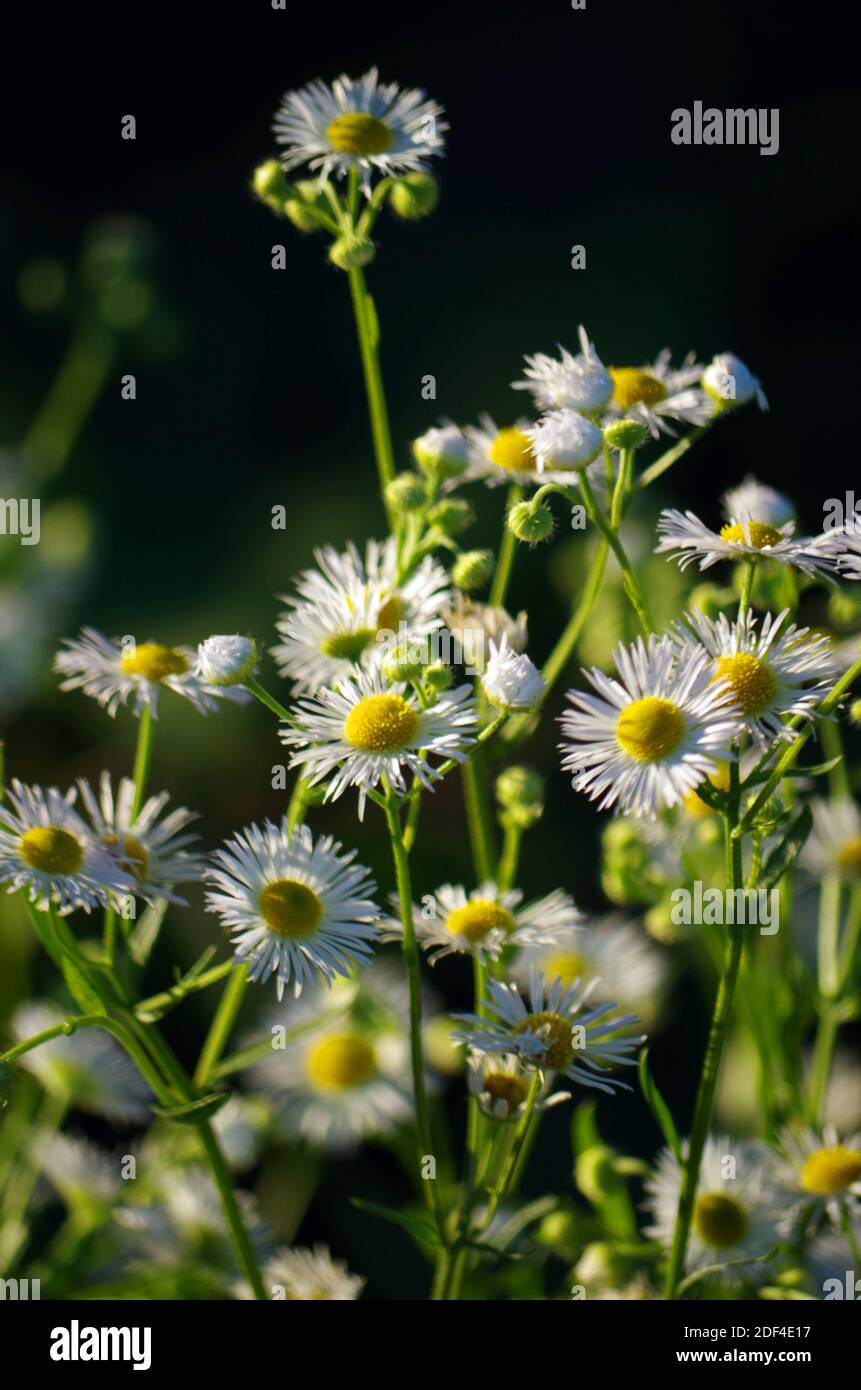 Daisy cluster hi-res stock photography and images - Alamy