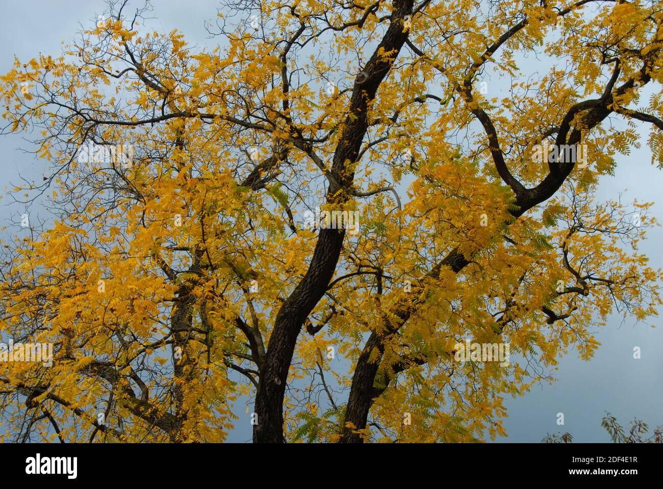 A black curvy tree trunk and branches with golden leaves against a grey ...