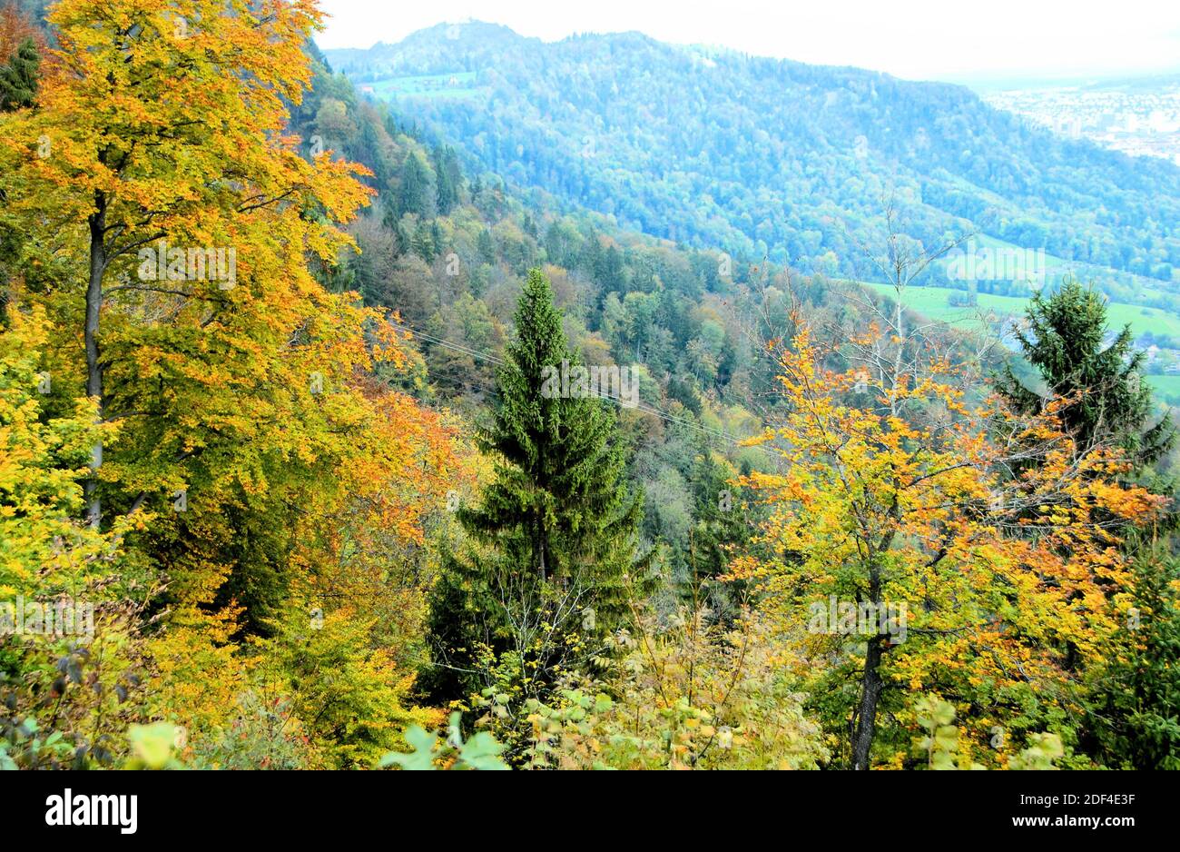 Early fall forest in Switzerland, Europe Stock Photo - Alamy