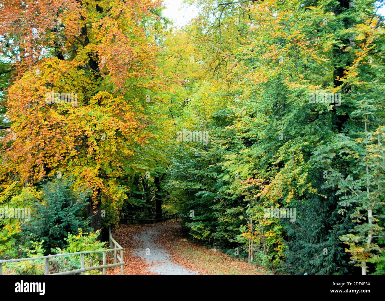 Early fall forest in Switzerland, Europe Stock Photo - Alamy