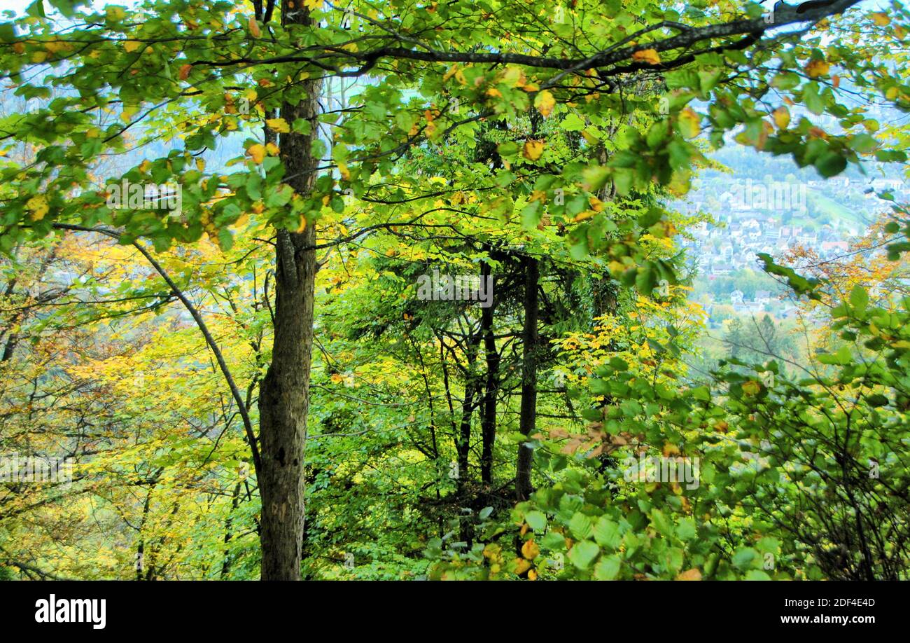 Fall scenes in europe hi-res stock photography and images - Alamy