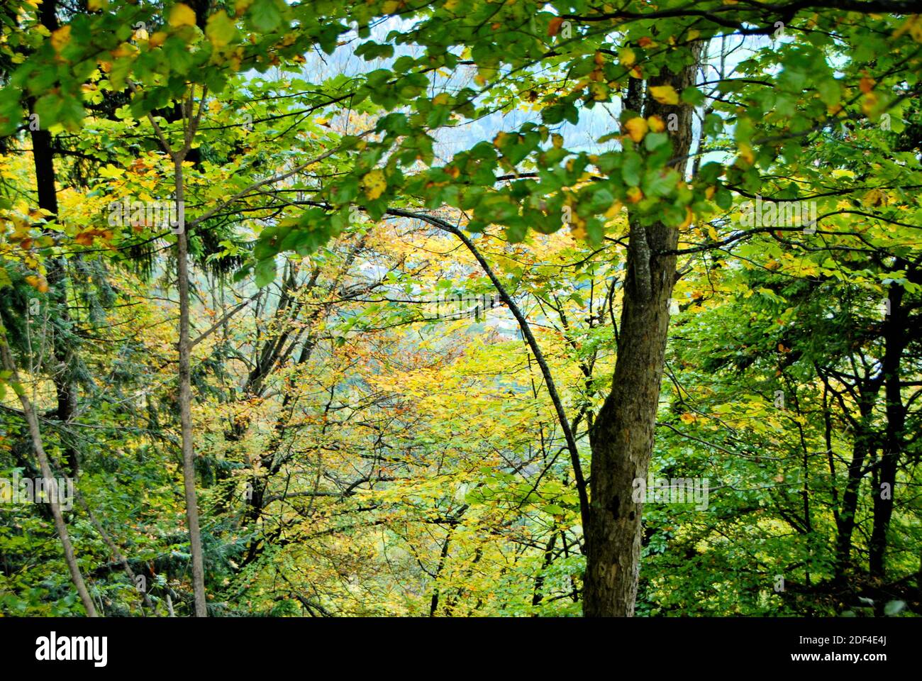 Early fall forest in Switzerland, Europe Stock Photo - Alamy