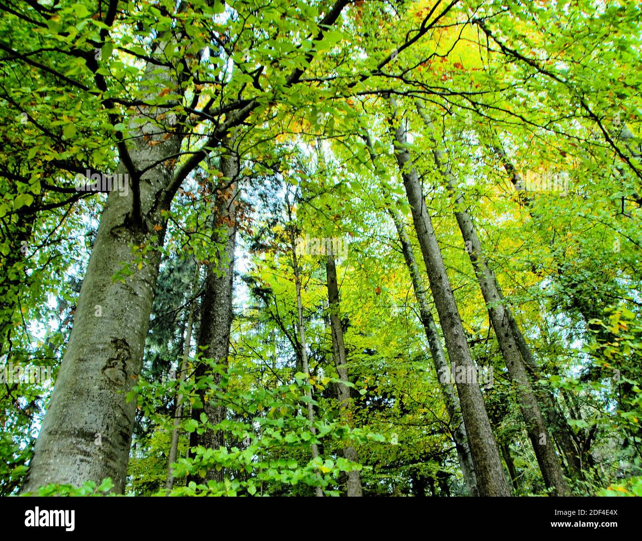 Early fall scenes hi-res stock photography and images - Alamy