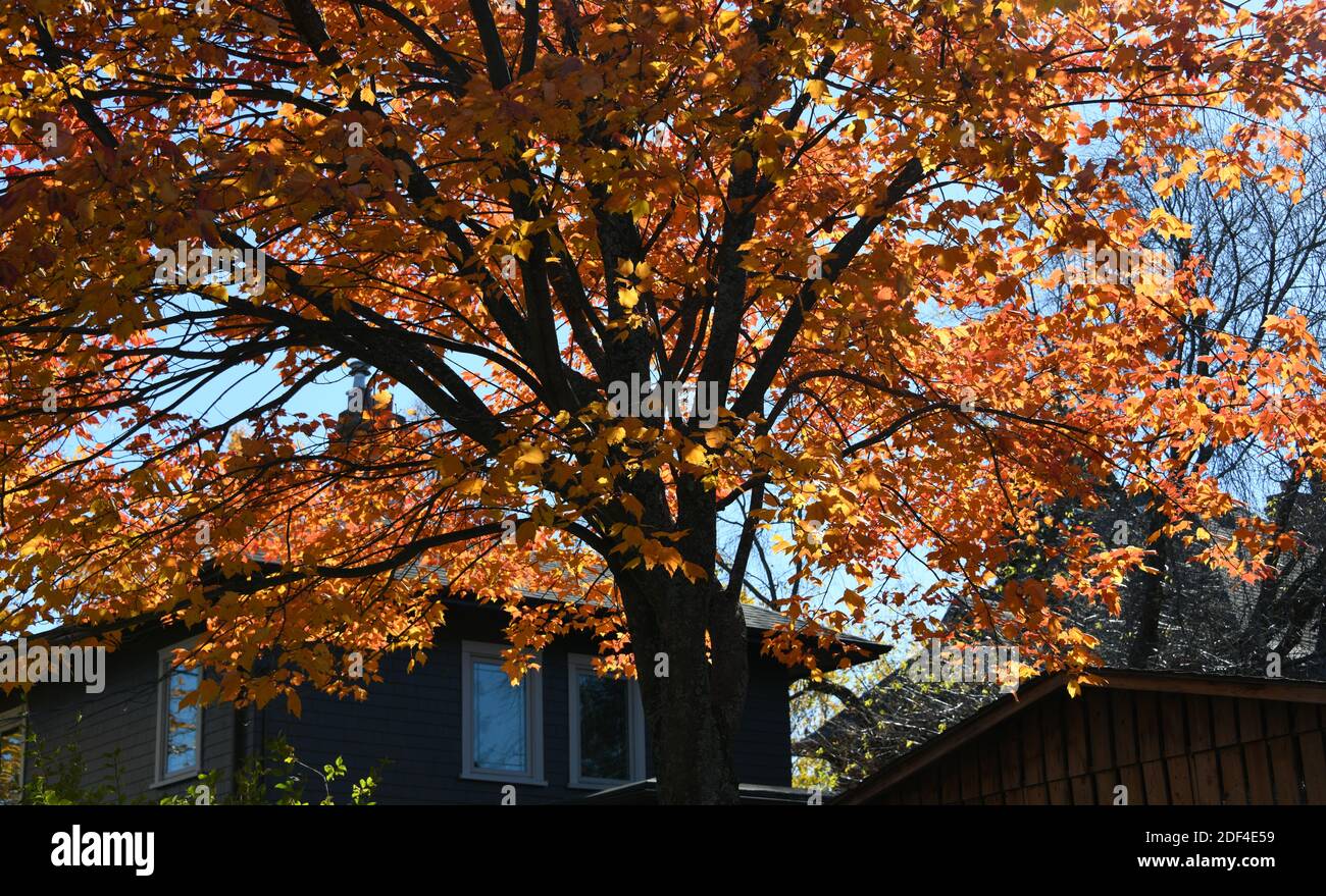 A red and orange maple tree is stunning as it stands in Thunder Bay ...