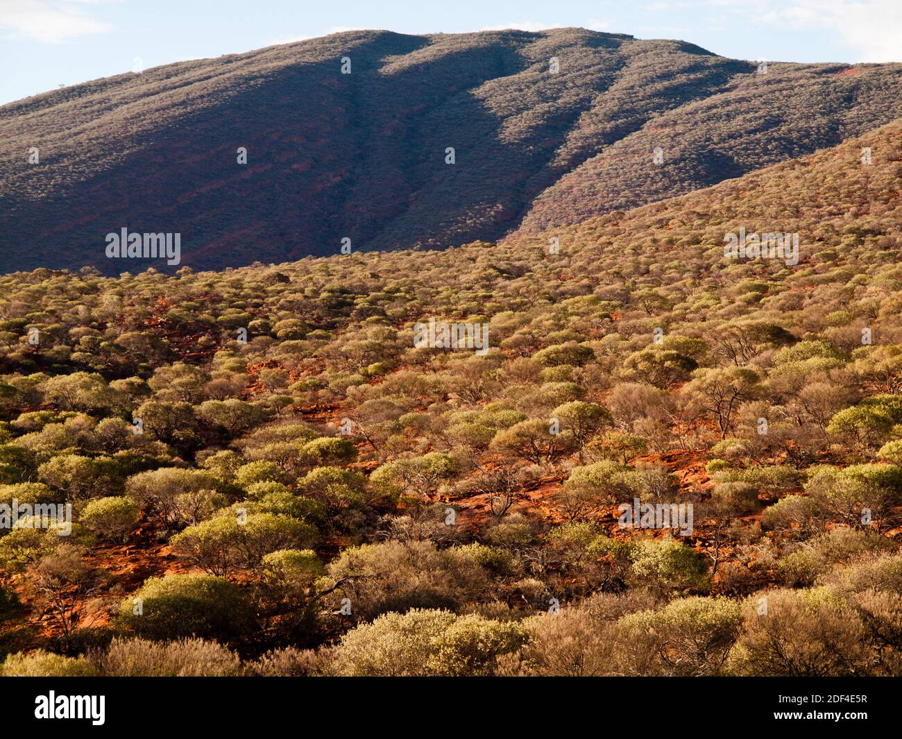 Scrubby habitat hi-res stock photography and images - Alamy