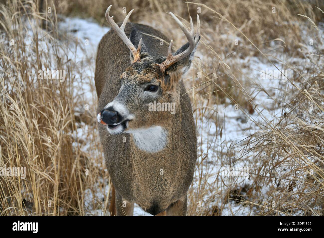 Male with long antlers hi-res stock photography and images - Alamy