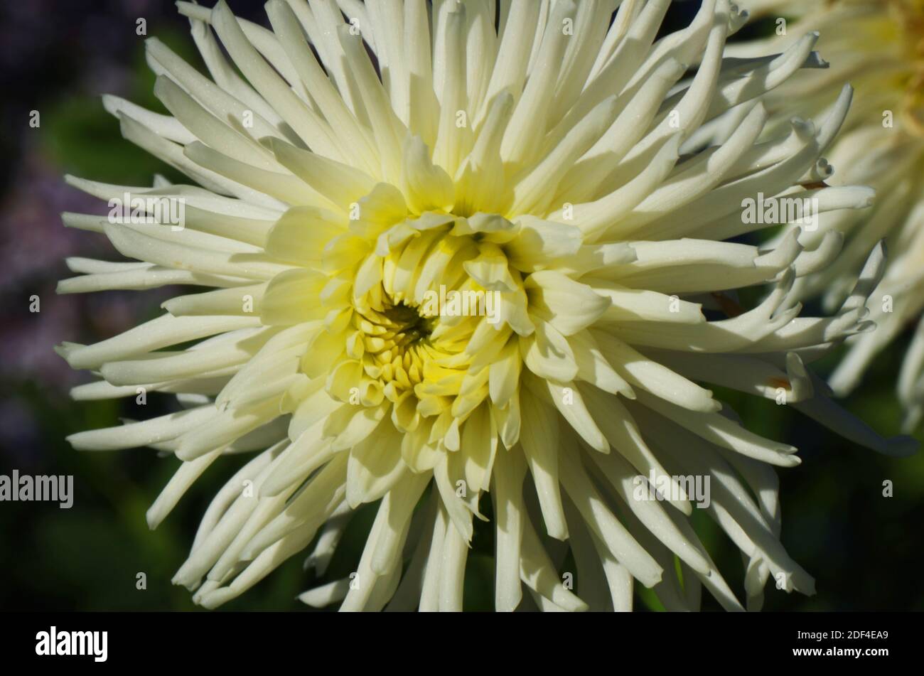 New cactus dahlia hi-res stock photography and images - Alamy