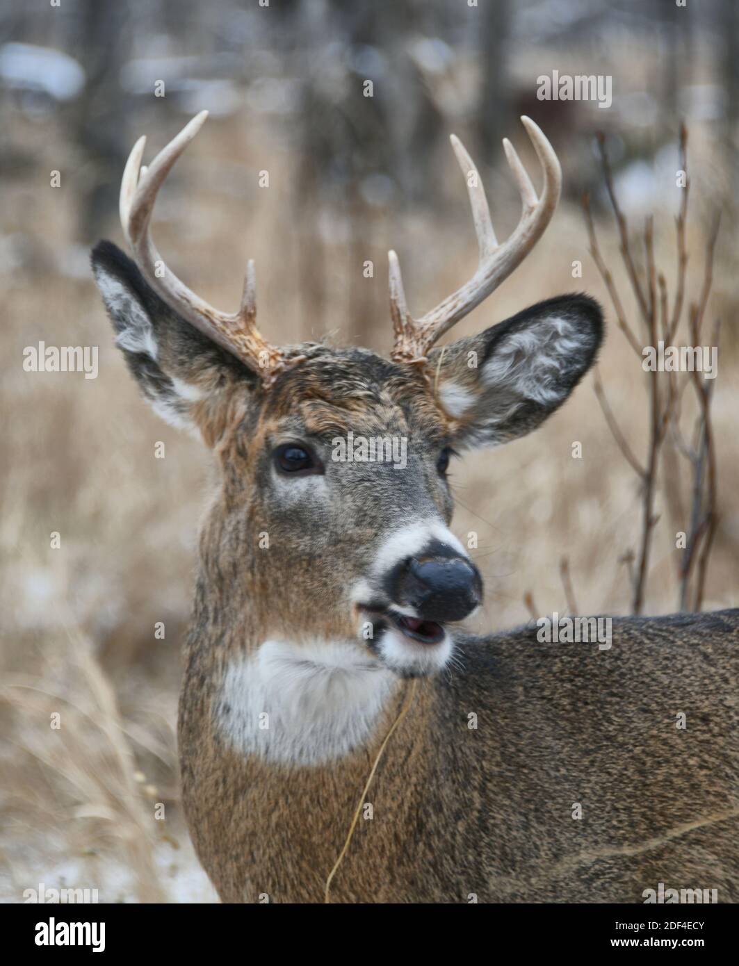 A close up image of a buck by Mission Marsh, Thunder Bay, Ontario ...