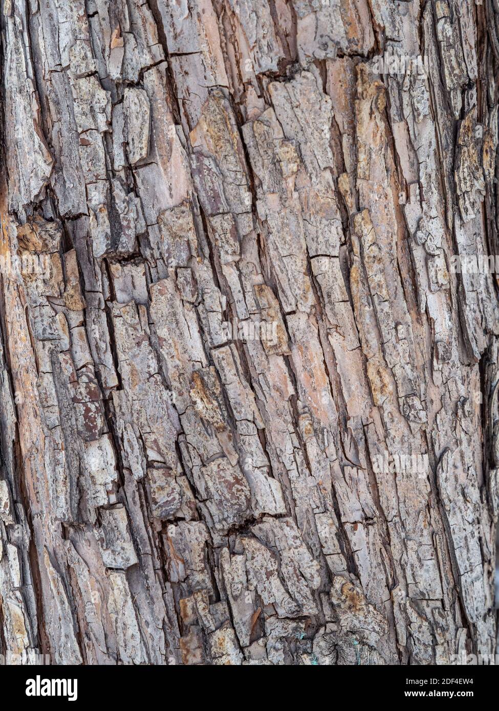 The texture of the bark of an old apple tree. Detailed bark texture ...