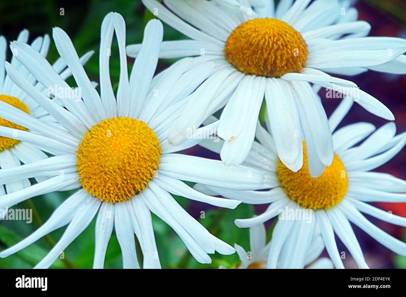 Late September Daisy Cluster Stock Photo - Alamy