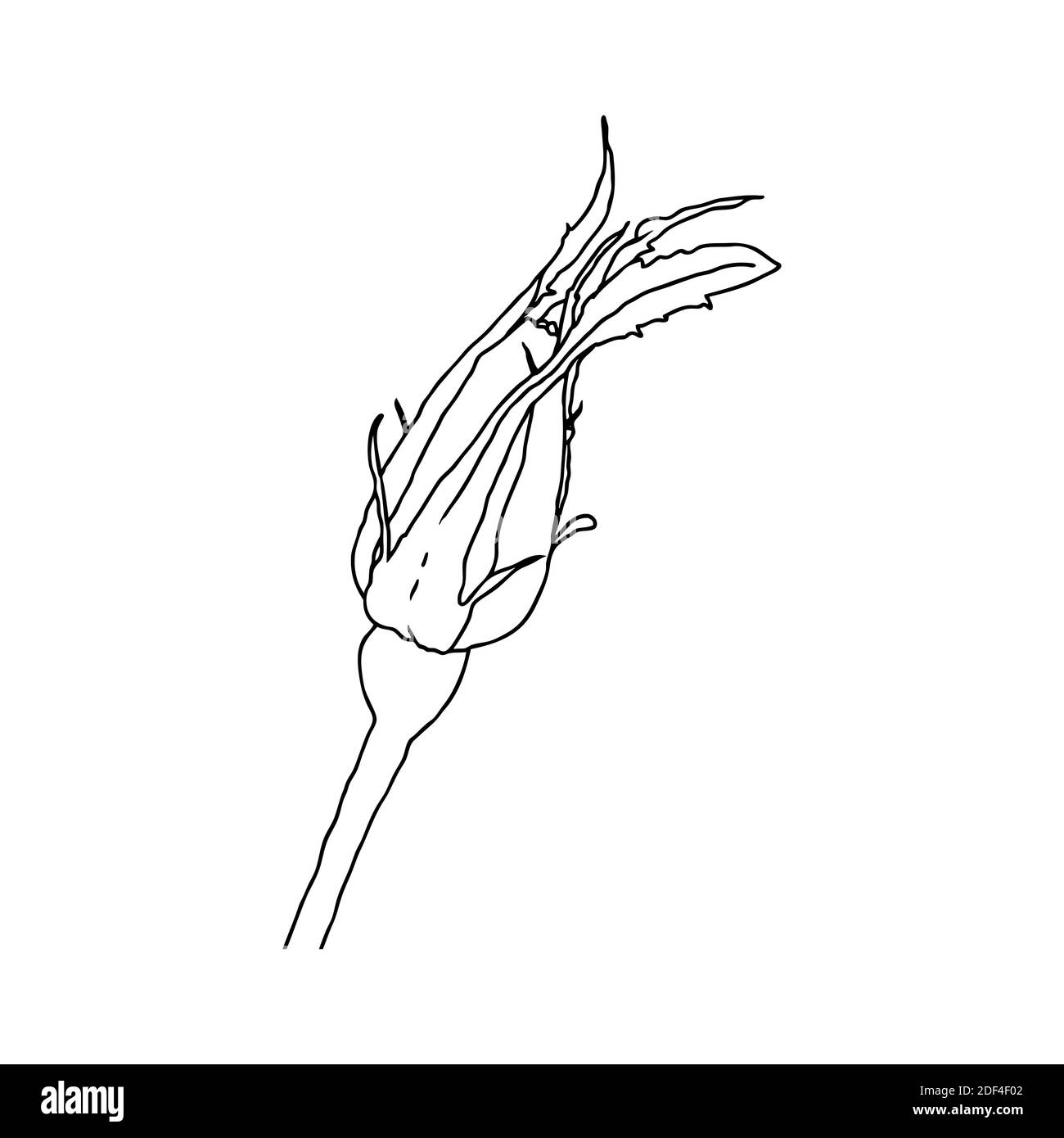 A line drawing of rose flower bud isolated on white background. Hand ...