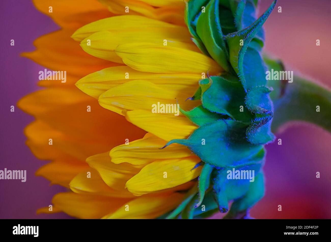 Flower hdr photo hi-res stock photography and images - Alamy