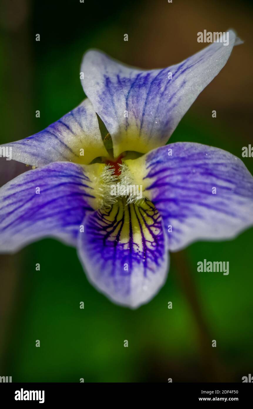 Hampshire iris hi-res stock photography and images - Alamy
