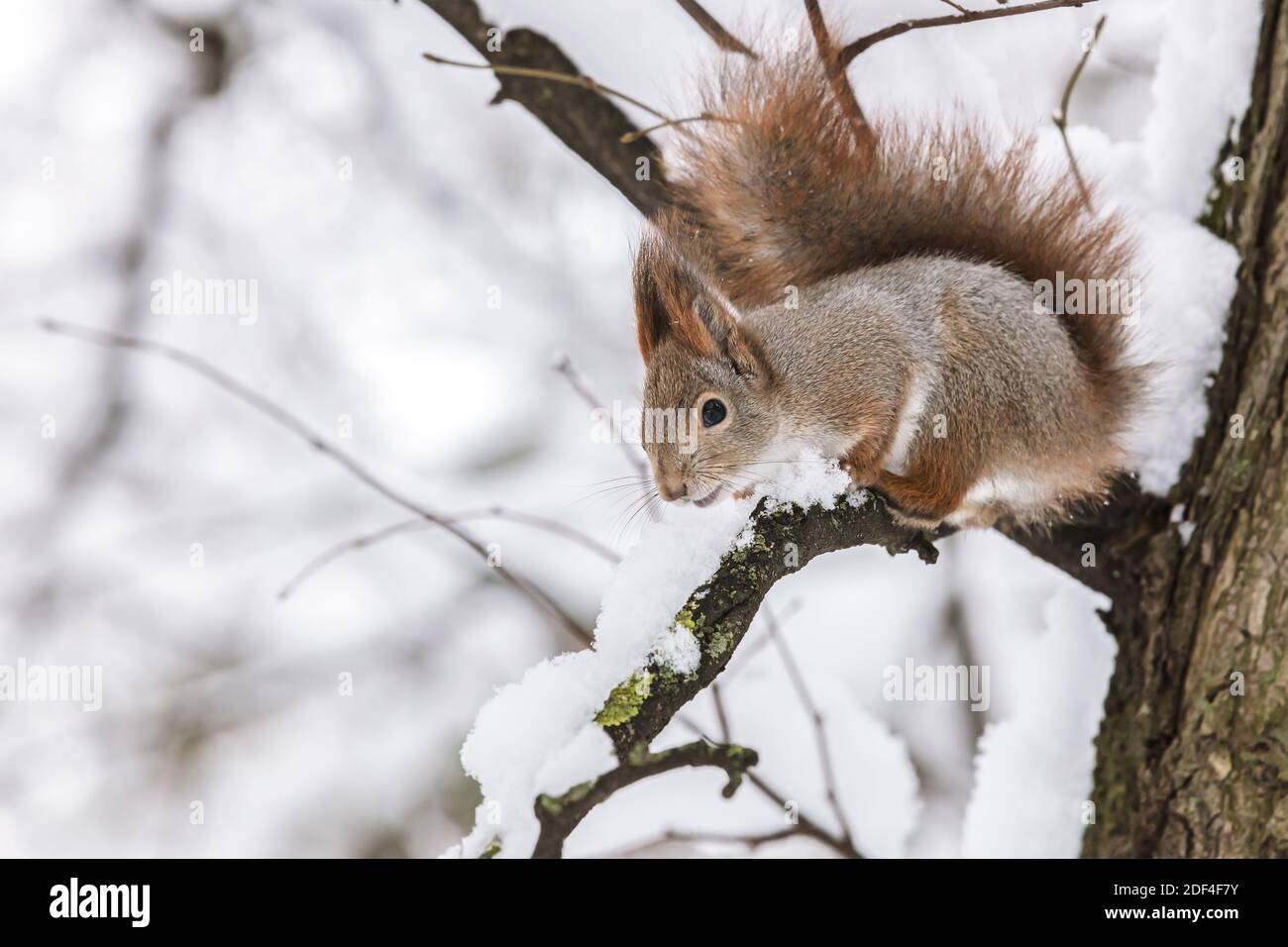 Fluffy tail hi-res stock photography and images - Alamy