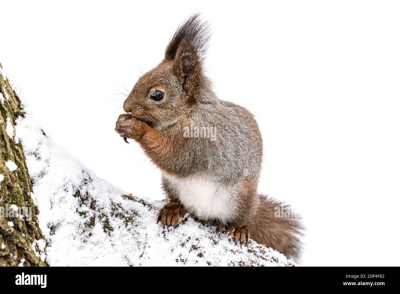 squirrel sitting on snowy tree root in winter park and eating nut ...