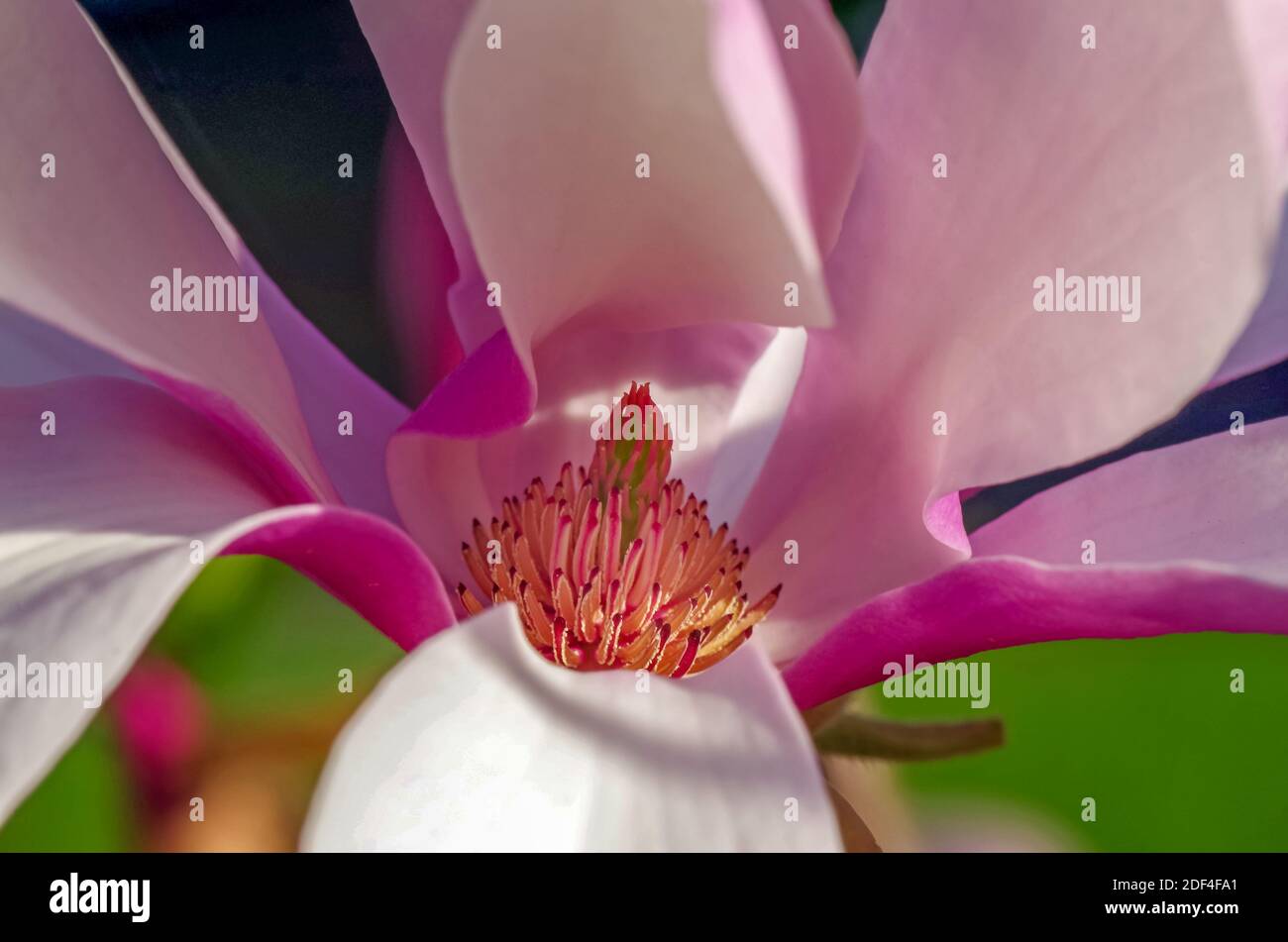 June Magnolia in Full Bloom Stock Photo - Alamy