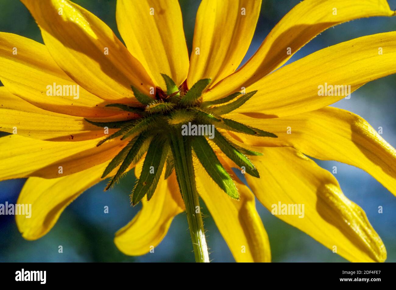Looking up at a Black Eyed Susan Stock Photo - Alamy