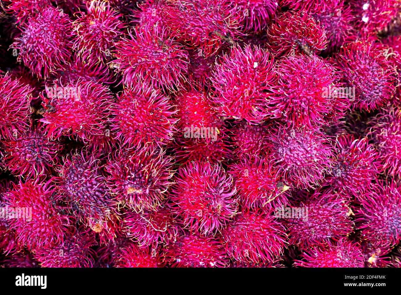 Rambutan tropical fruit pile on farm market. Fruit season in South Asia ...