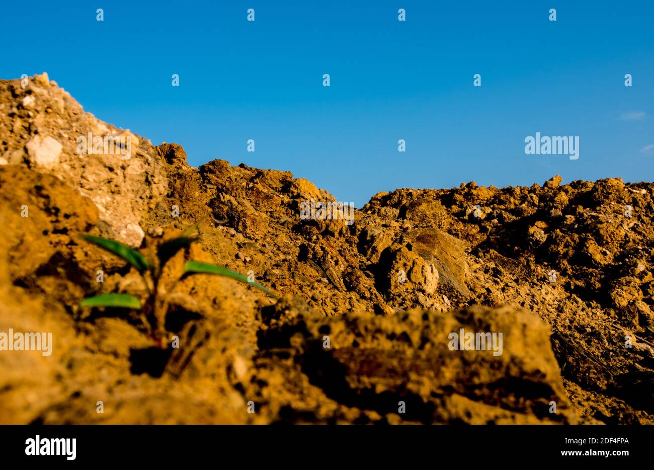 Buds of morning glory sprout up rocky mound Stock Photo - Alamy